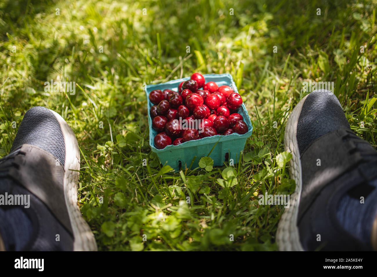 Box of red cherries in the grass between the feet Stock Photo - Alamy