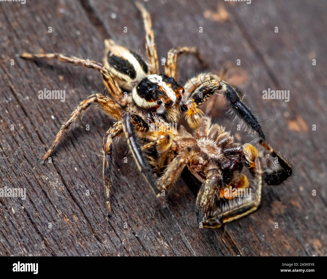 macro-photo of a jumping spider (photo taken in a nature reserve in ...