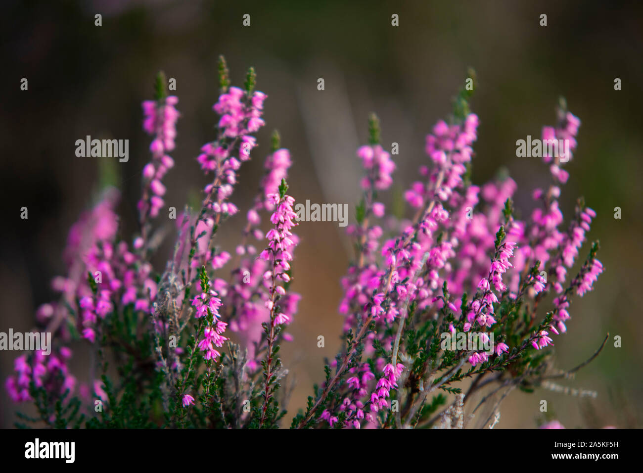 Heide lila hi-res stock photography and images - Alamy