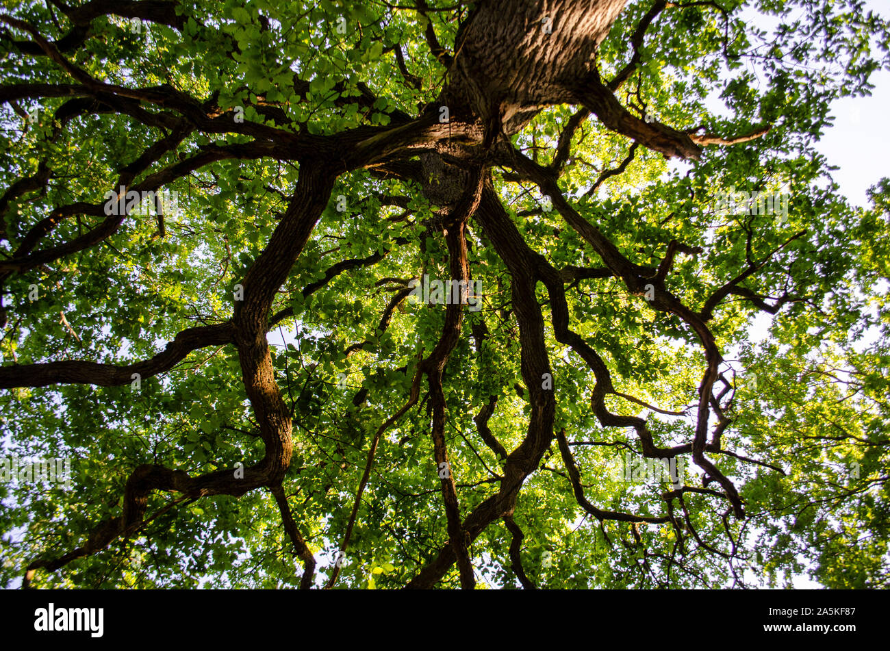 big tree from below Stock Photo - Alamy