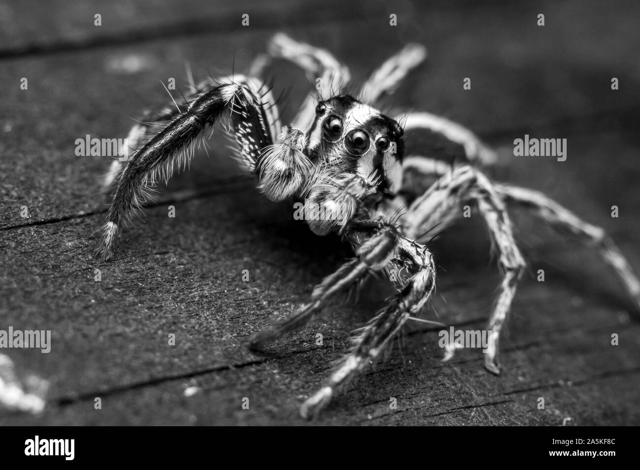 macro-photo of a jumping spider (photo taken in a nature reserve in ...