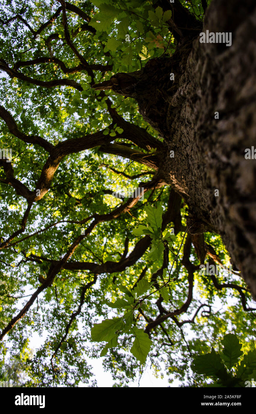 big tree from below Stock Photo - Alamy