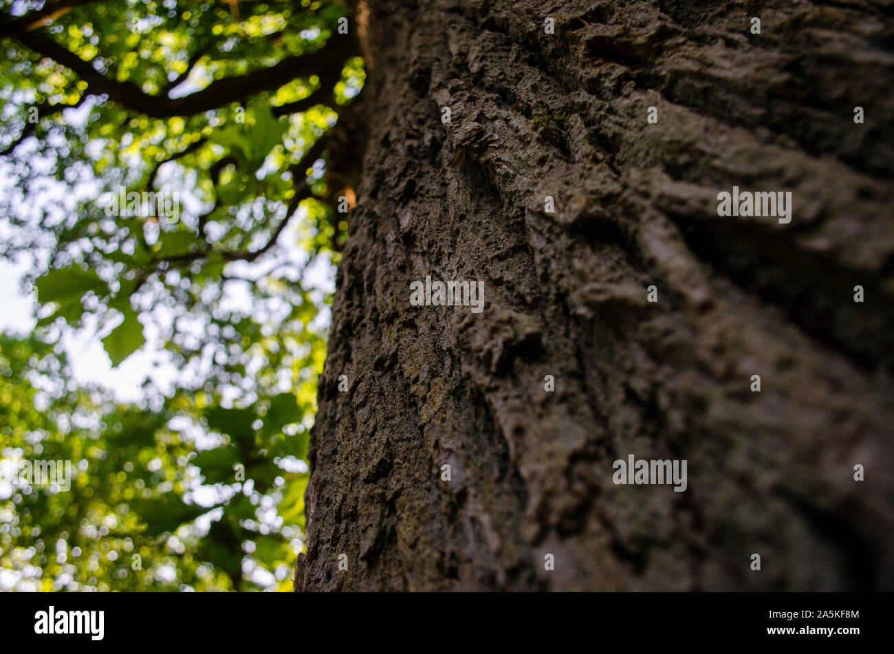 big tree from below Stock Photo - Alamy