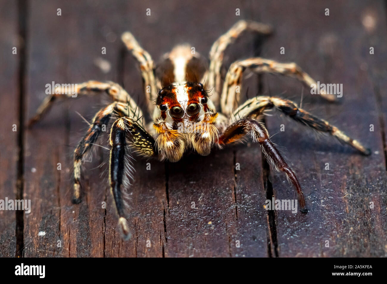 macro-photo of a jumping spider (photo taken in a nature reserve in ...