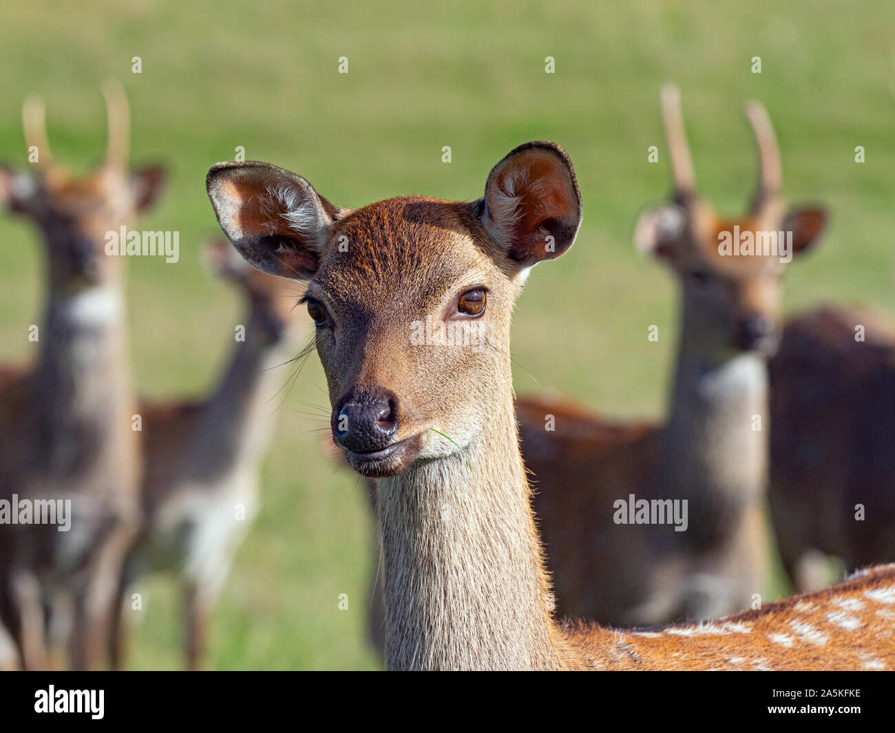 female Formosan sika deer Cervus nippon taiouanus Stock Photo - Alamy