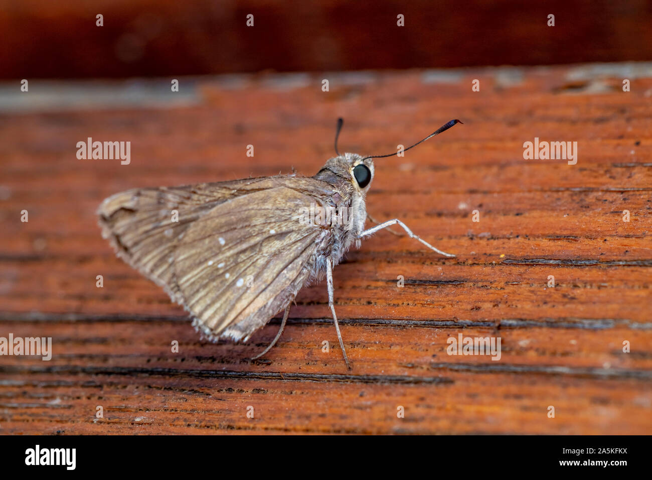 macro photo of a beautiful tiny butter fly ( photo was taken in a ...