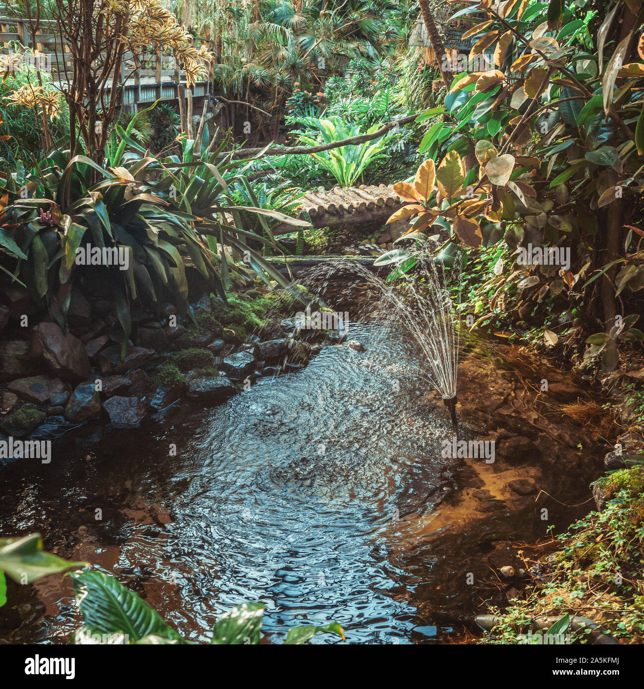 Flowing brook in the rainforest in the covered park the Orchideeën ...