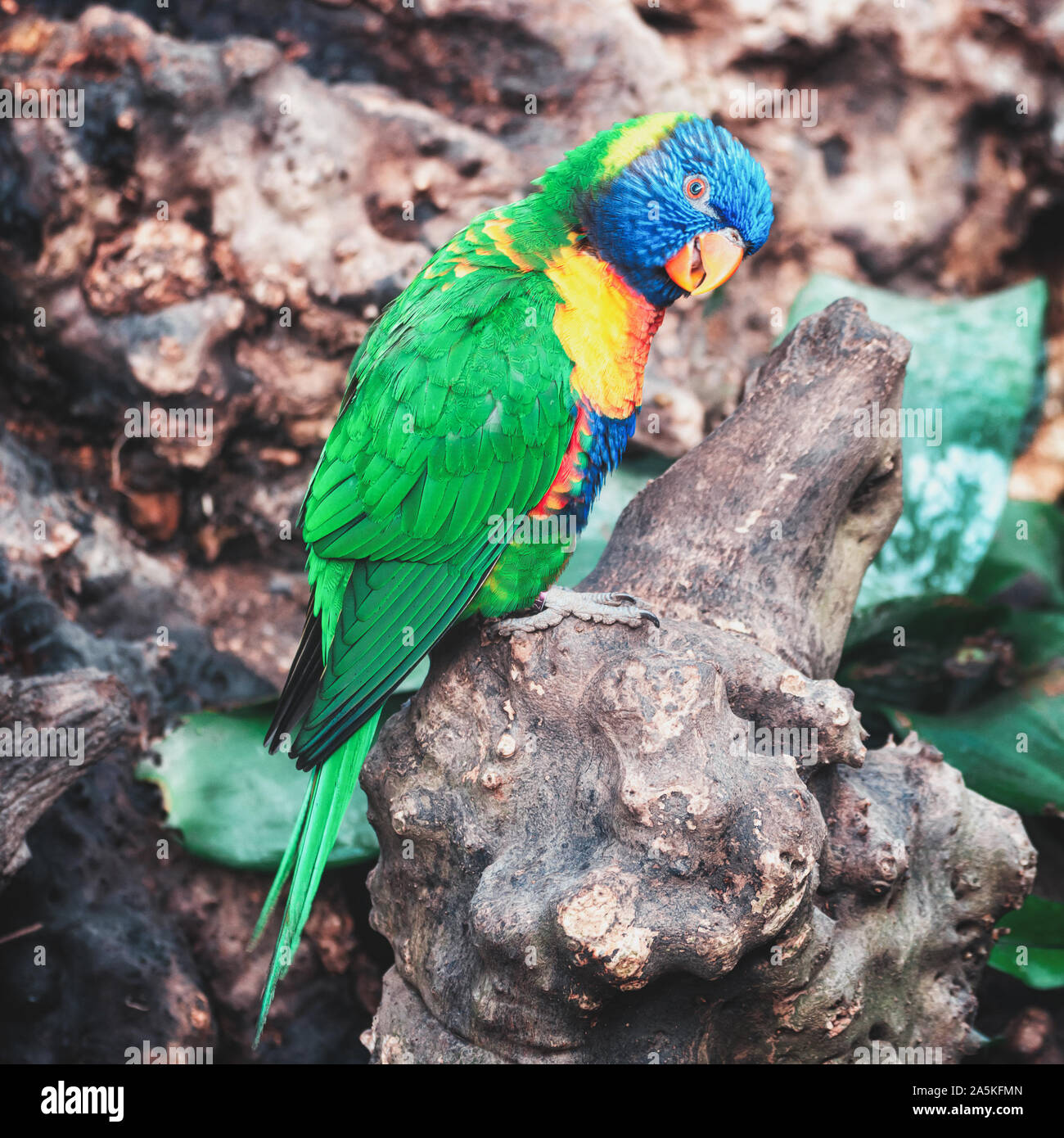 The Coconut lorikeet in the rainforest in the covered park the ...