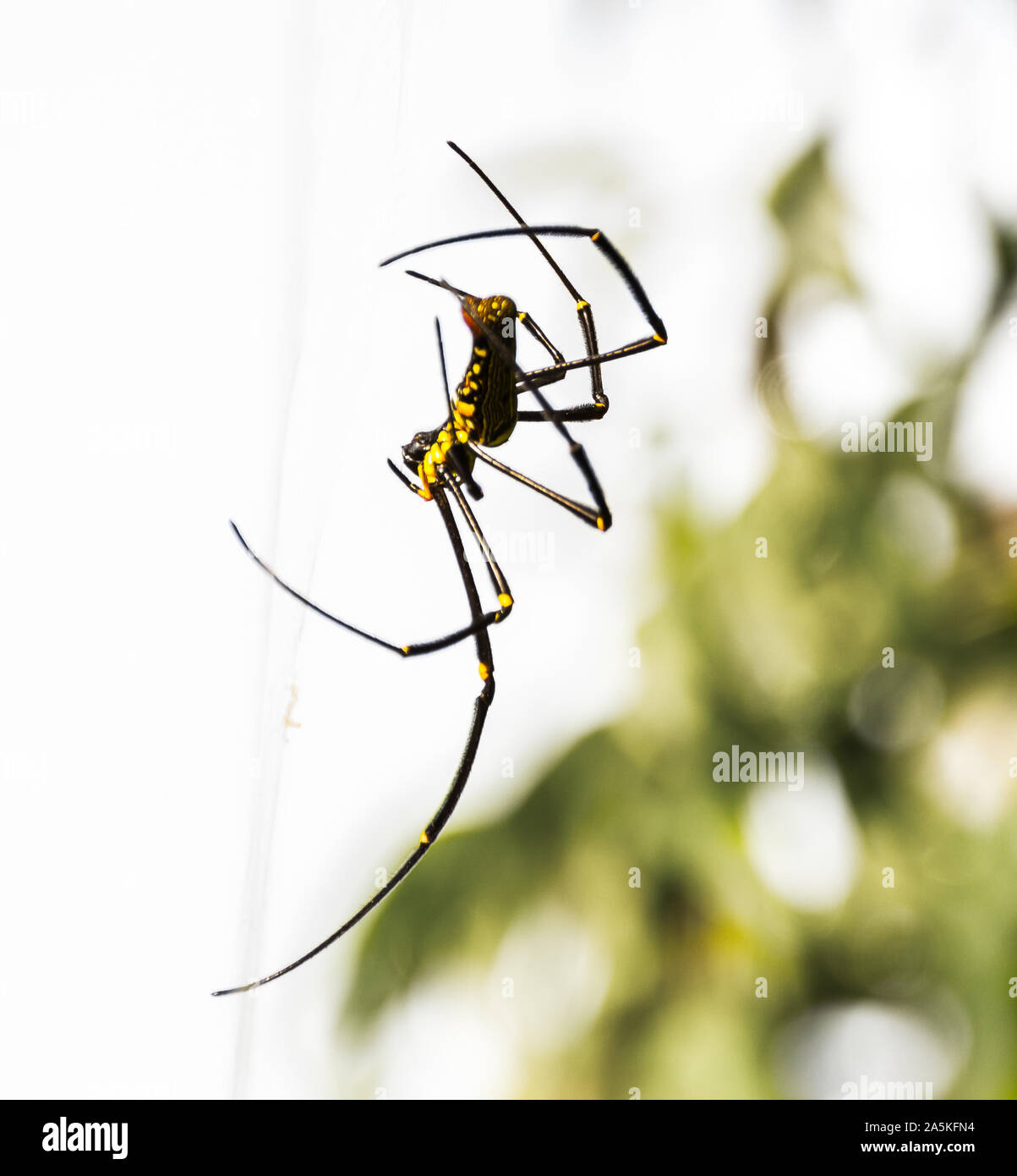 Exotic Spider in Thailand Stock Photo - Alamy