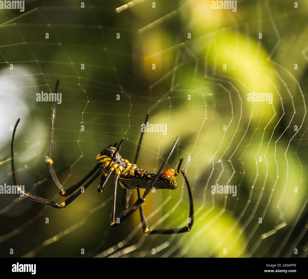 Black tarantula of thailand hi-res stock photography and images - Alamy