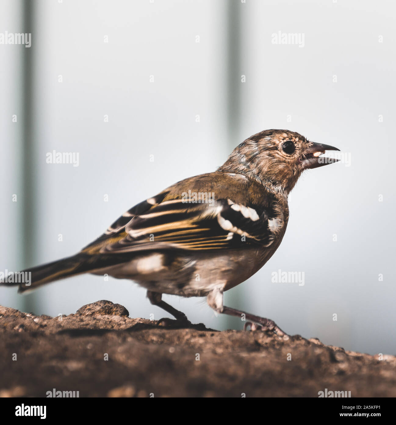 Wild bird at madeira Stock Photo - Alamy