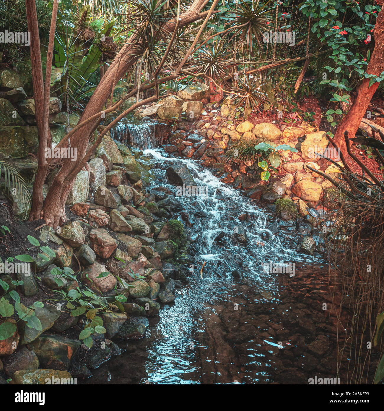 Flowing brook in the rainforest in the covered park the Orchideeën ...