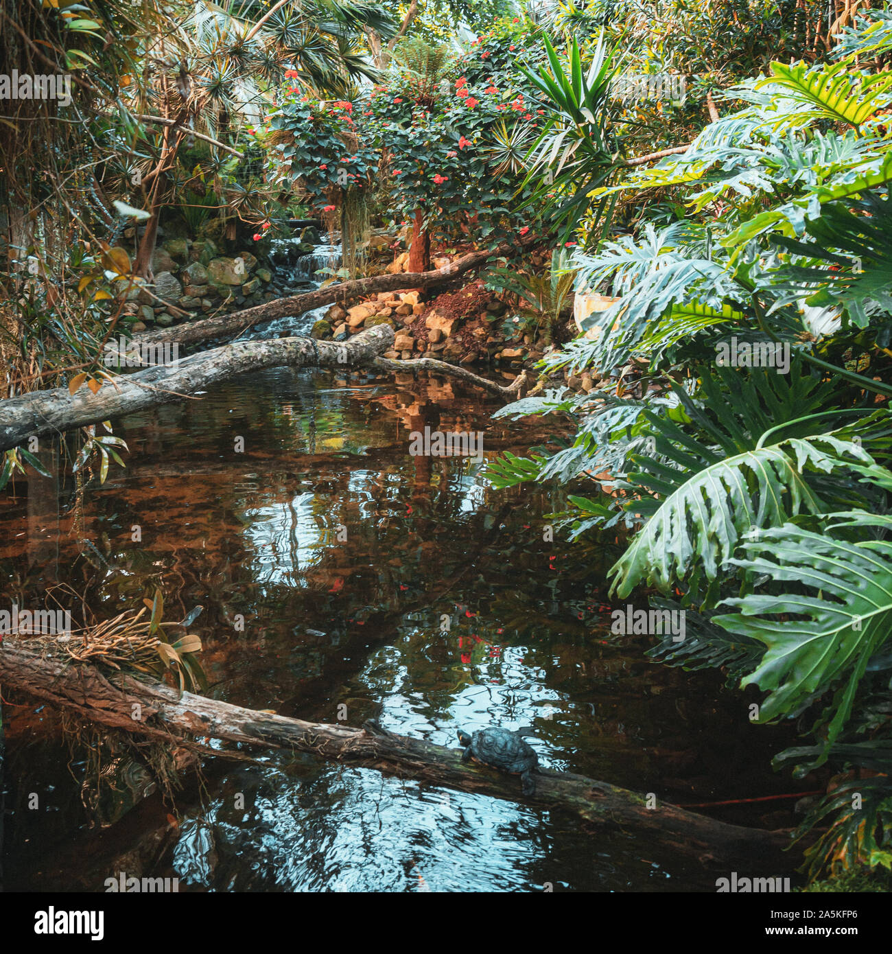Flowing brook in the rainforest in the covered park the Orchideeën ...
