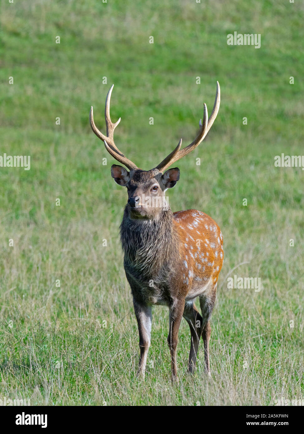 male Formosan sika deer Cervus nippon taiouanus Stock Photo - Alamy