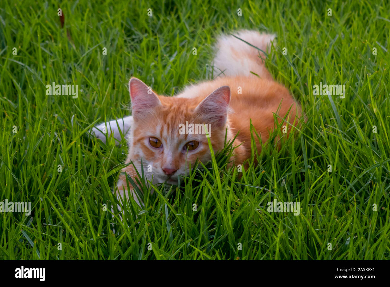 Beautiful ginger cat hi-res stock photography and images - Alamy