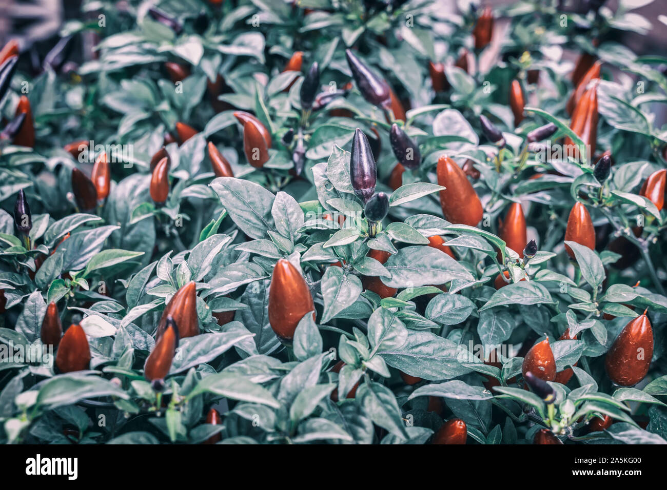 Multicolor Chili, Ornamental pepper plant with colorful peppers Stock ...