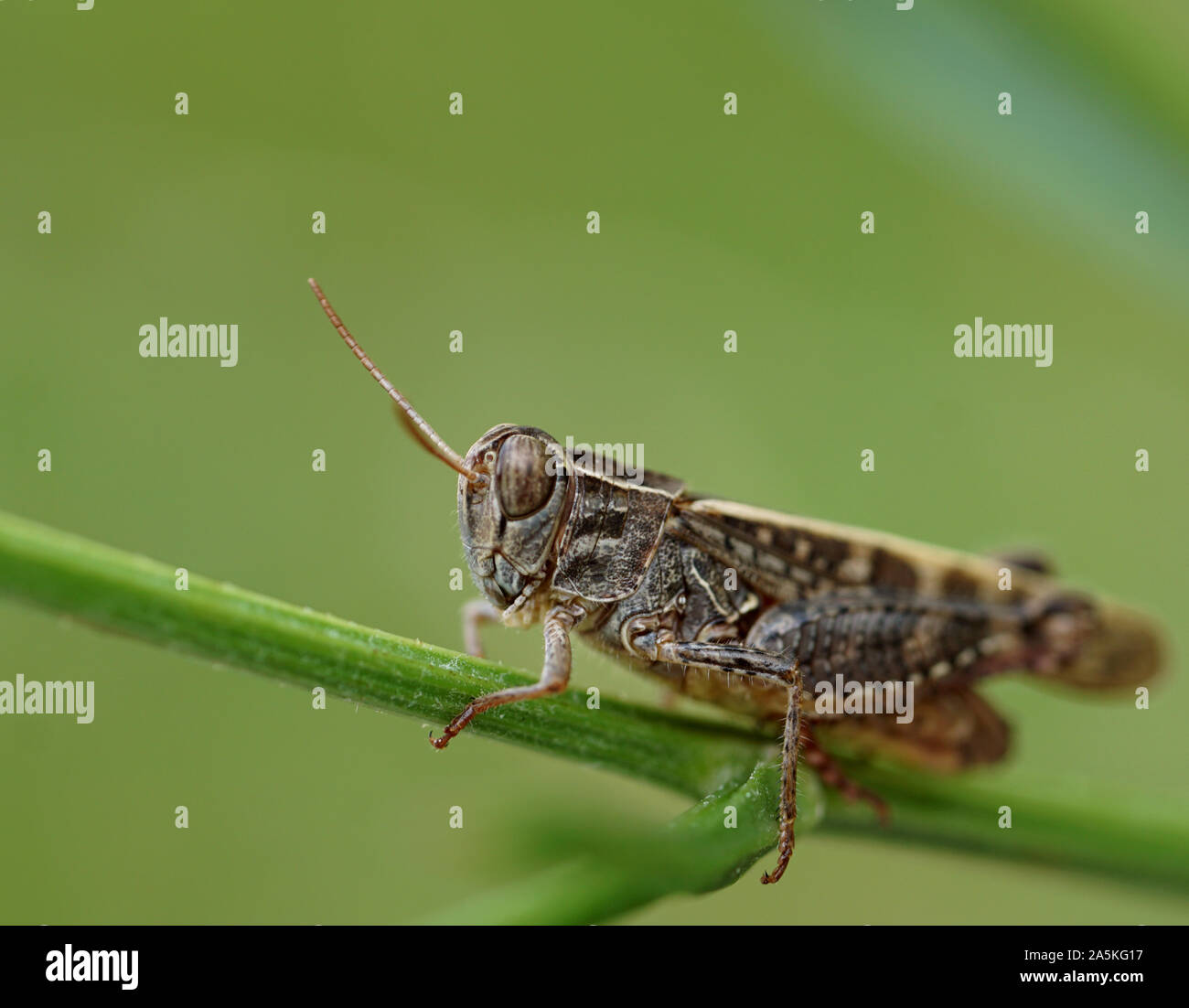 Grasshopper in green nature hi-res stock photography and images - Alamy