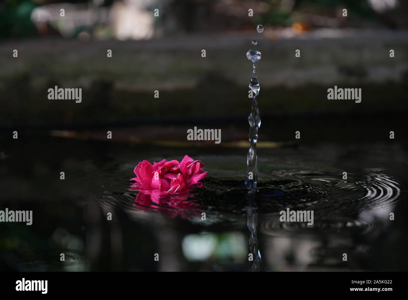 Reflection of a Red rose with a water spalsh Stock Photo - Alamy