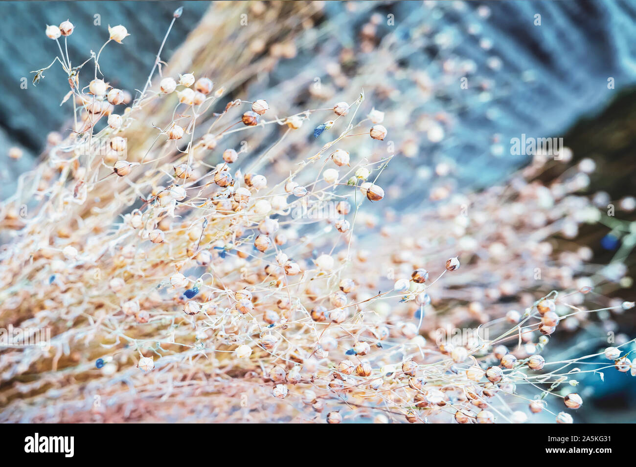 Abstract light background with dry branches of flax plant and blue ...