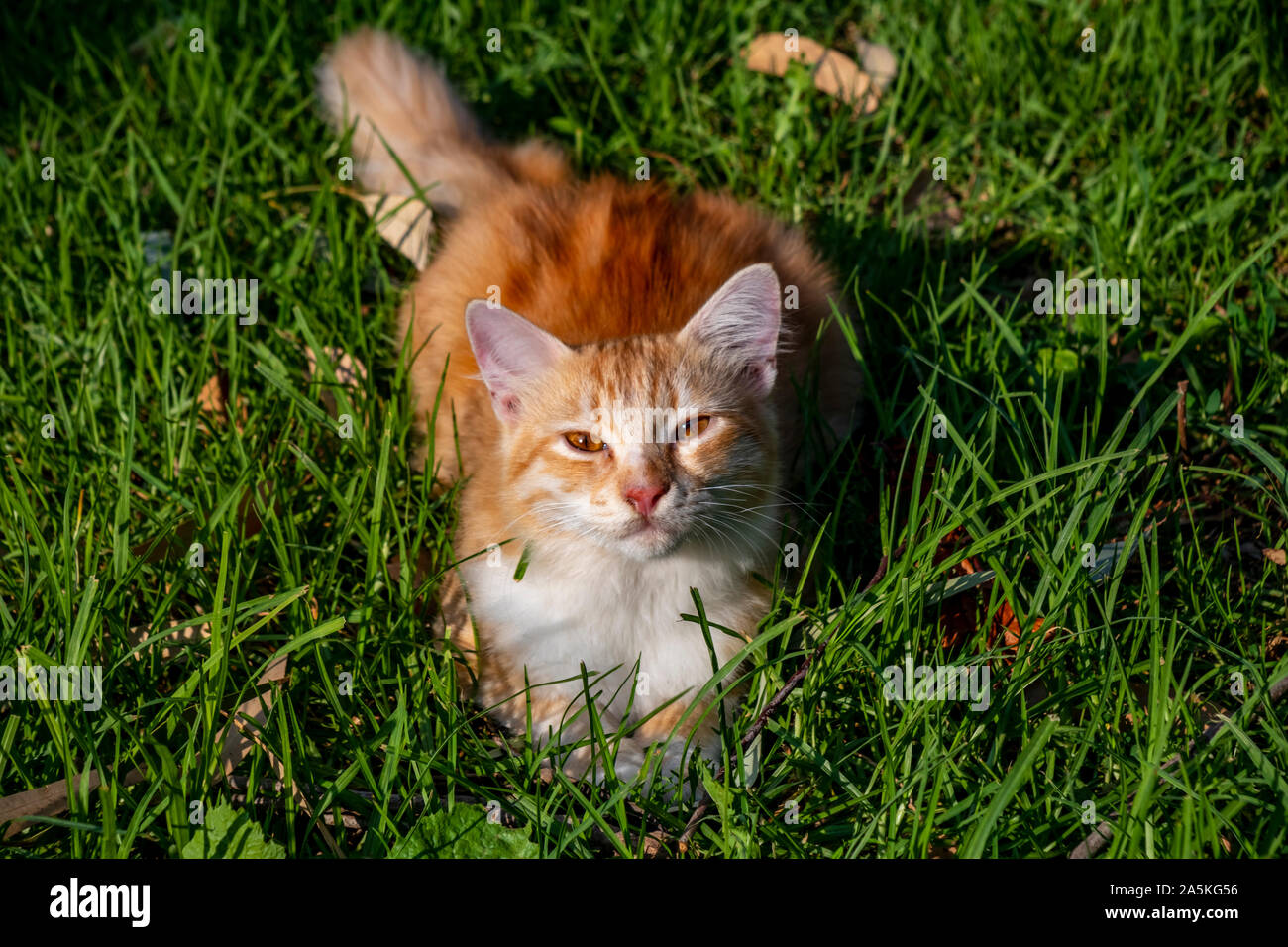 Beautiful ginger cat hi-res stock photography and images - Alamy