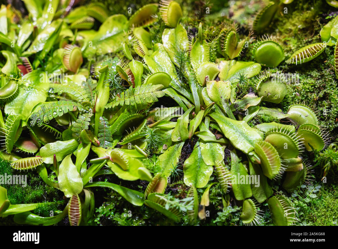 Venus flytrap, green jaws, plant predator, natural background Stock ...