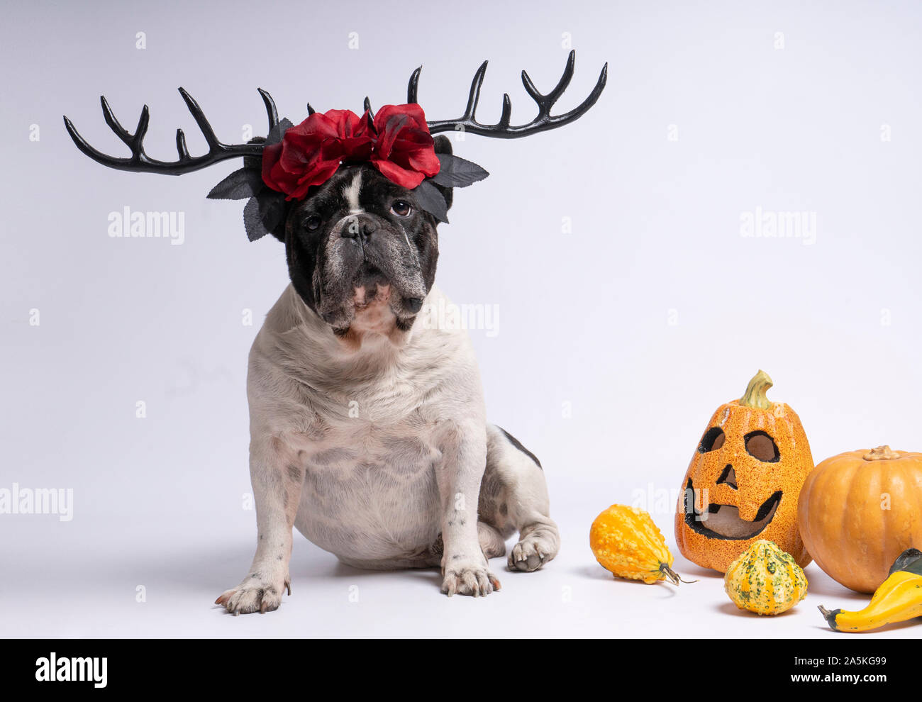 Scary dog hi-res stock photography and images - Alamy