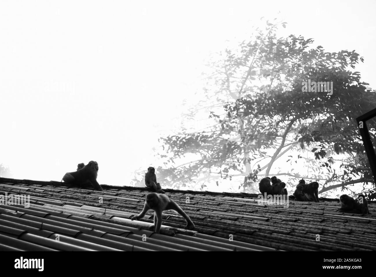 Baby monkey character Black and White Stock Photos & Images - Alamy