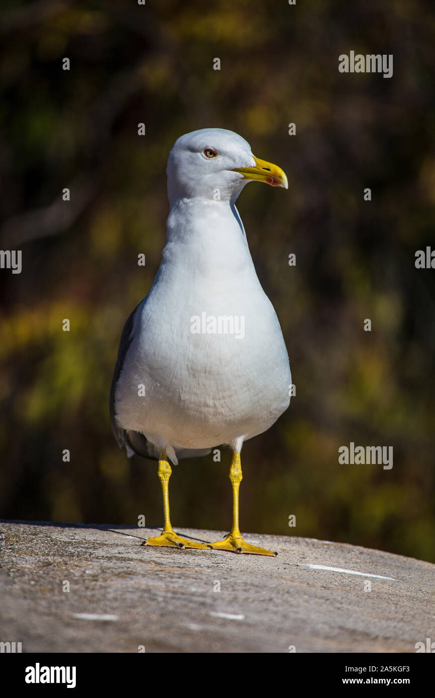 Seagull family bird hi-res stock photography and images - Alamy