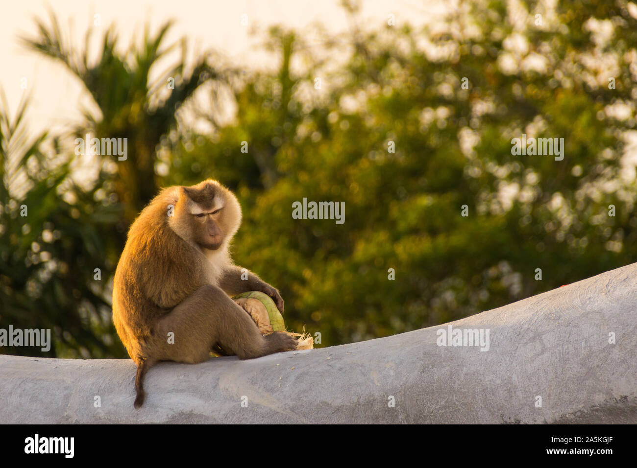 Monkeys in Thailand Stock Photo - Alamy