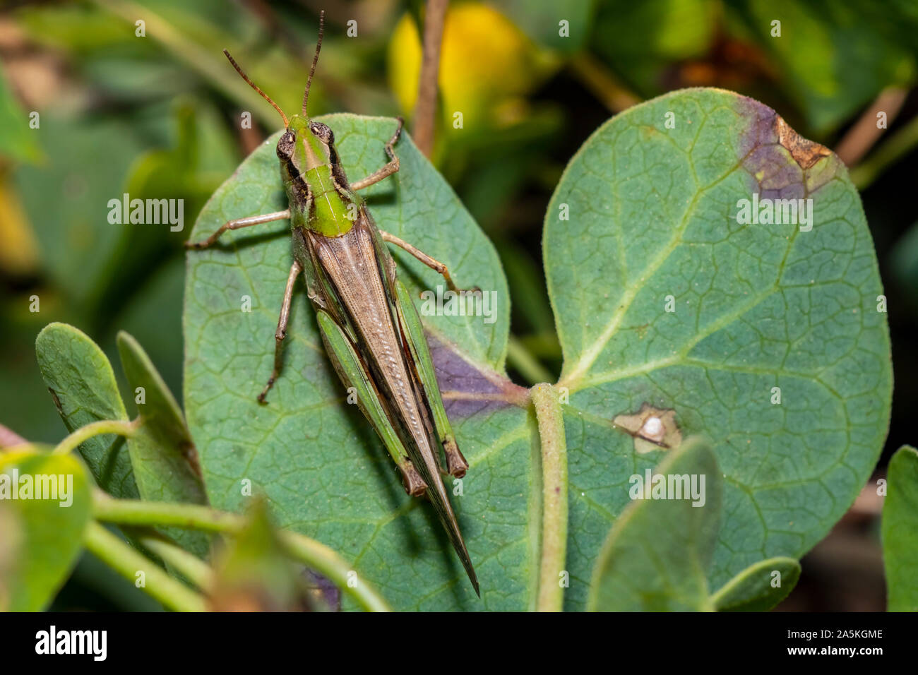 Close up photo of grasshopper head hi-res stock photography and images ...