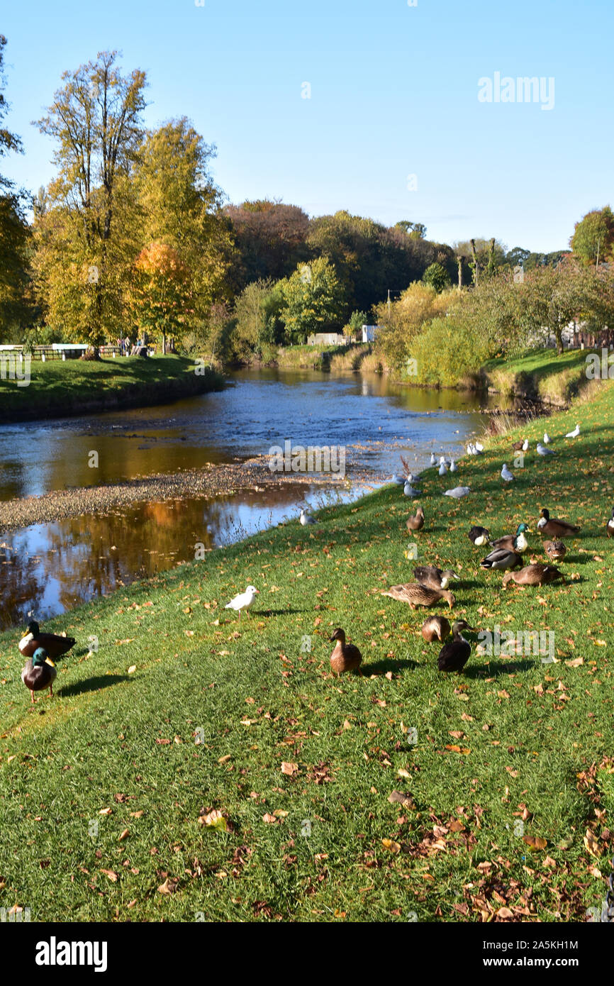River Eden at Appleby, Autumn 2, Cumbria Stock Photo - Alamy