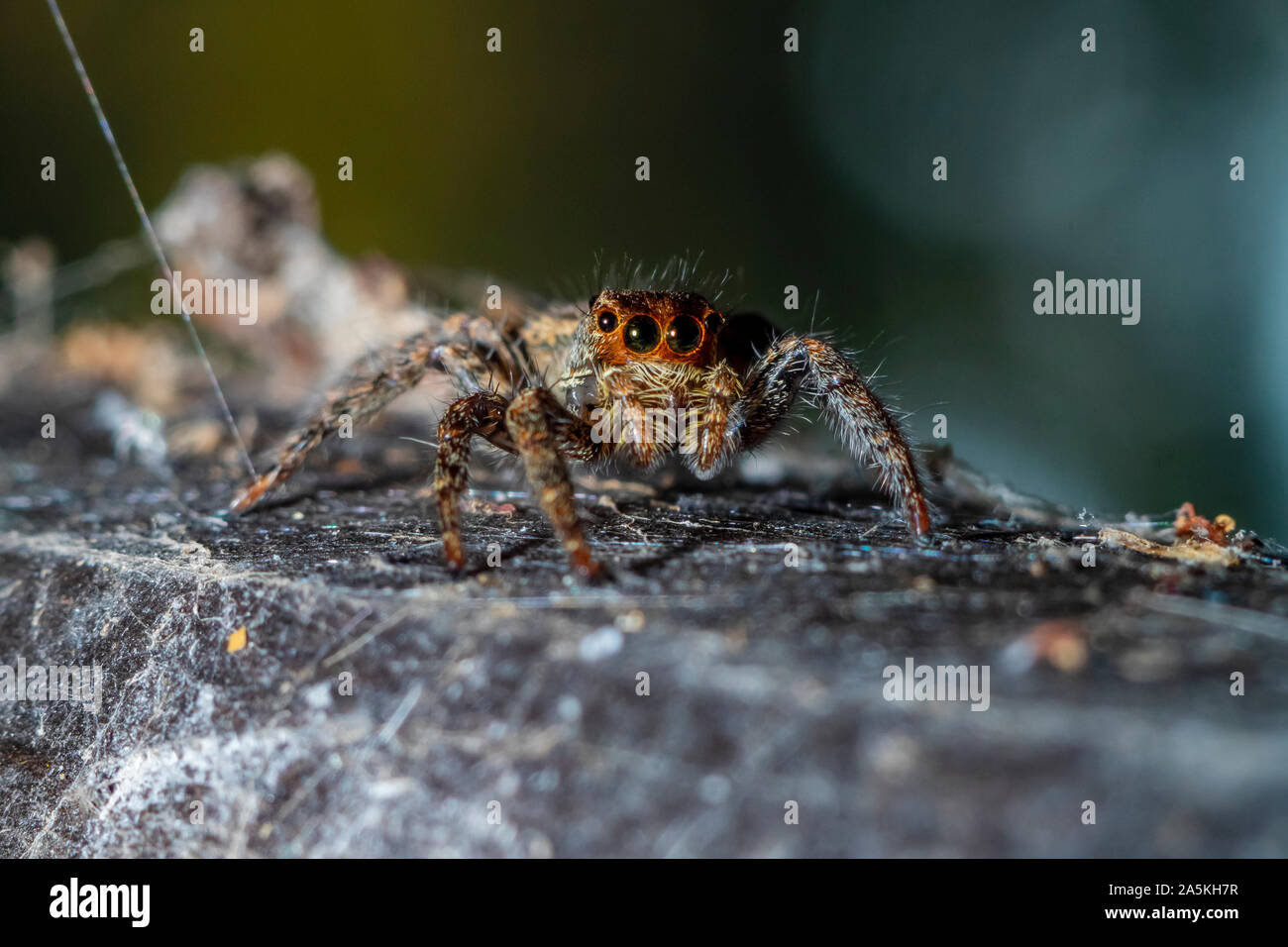macro-photo of a jumping spider (photo taken in a nature reserve in ...