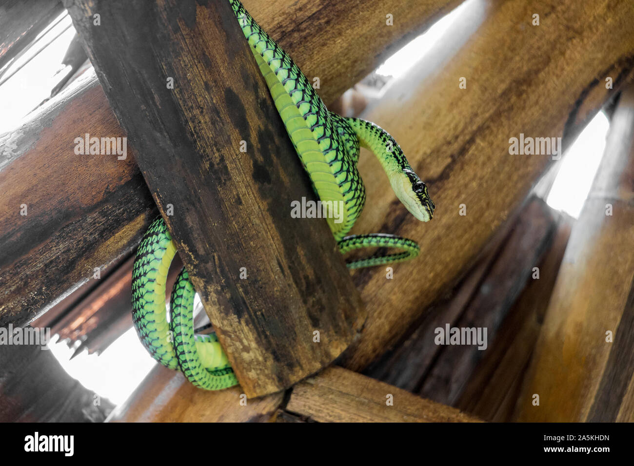 Snake in the bamboo roof on Koh Phangan, Koh Pha Ngan, Thailand ...