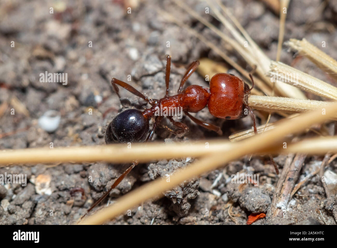 Northern red ant hi-res stock photography and images - Alamy