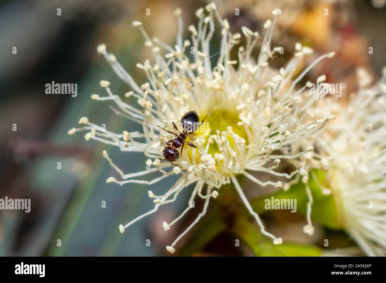 macro photo of an ant pollinating an eucalyptus flower(photo was taken ...