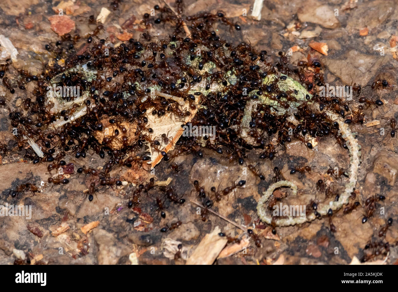 ant colony taking apart a dead baby chameleon (photo was taken in ...