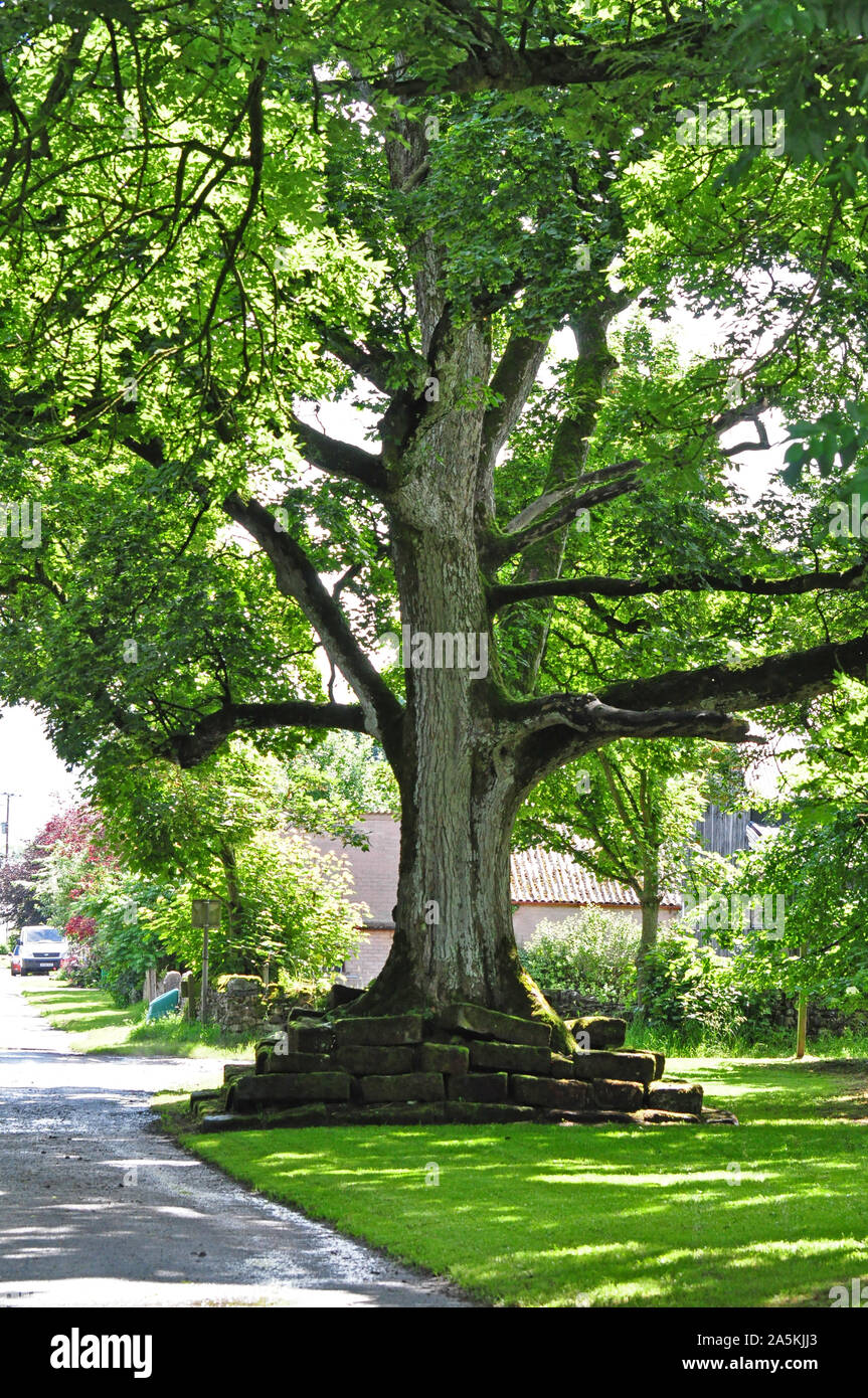 Cross tree hi-res stock photography and images - Alamy
