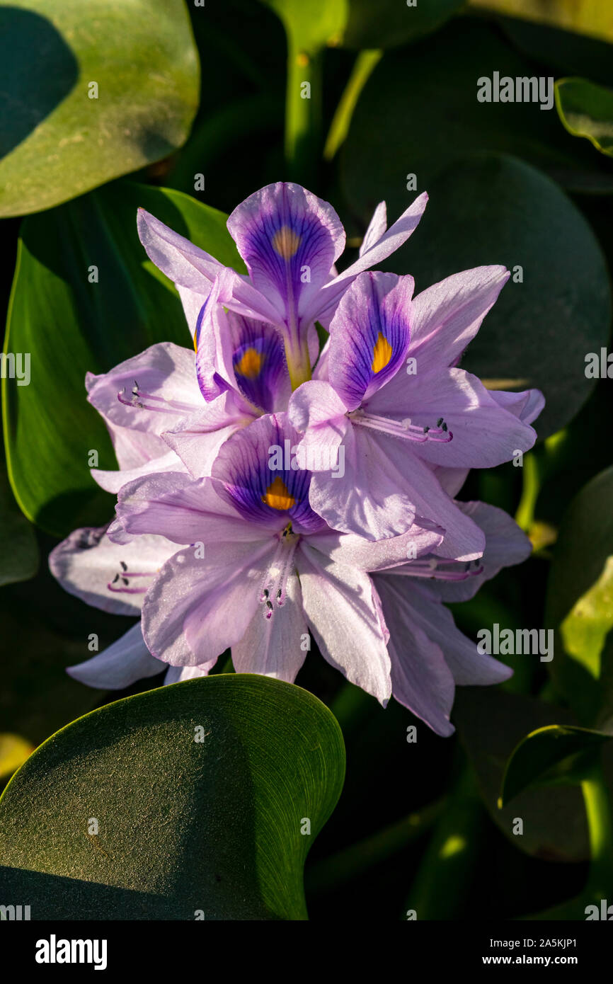 the Eichornia is an Invasive species of the Israeli plant life Stock ...
