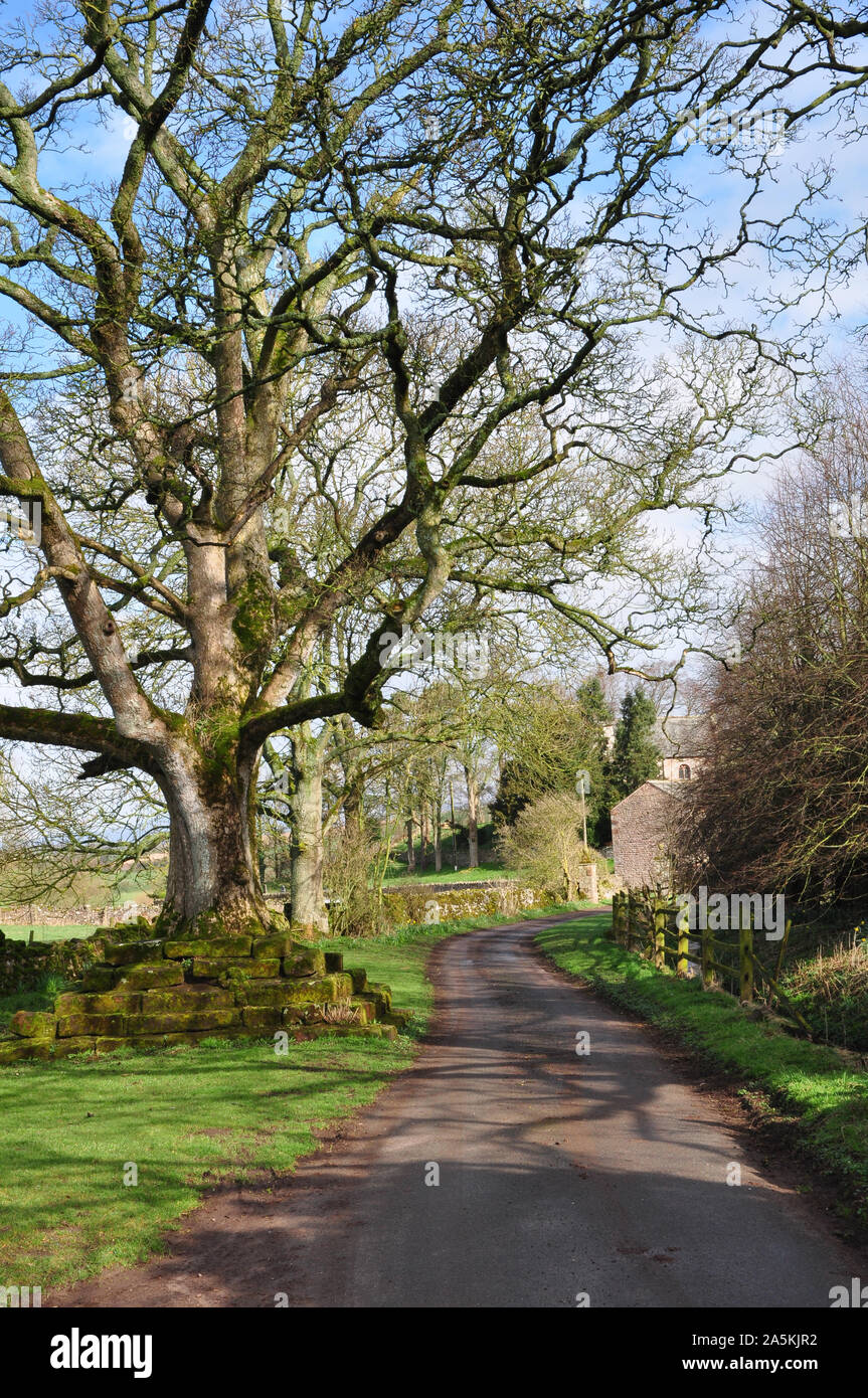 'Cross Tree', Great Ormside in Spring 2, Cumbria Stock Photo - Alamy