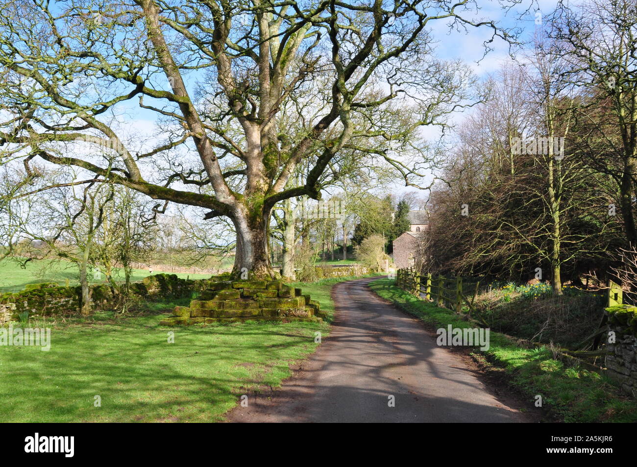'Cross Tree', Great Ormside in Spring, Cumbria Stock Photo - Alamy