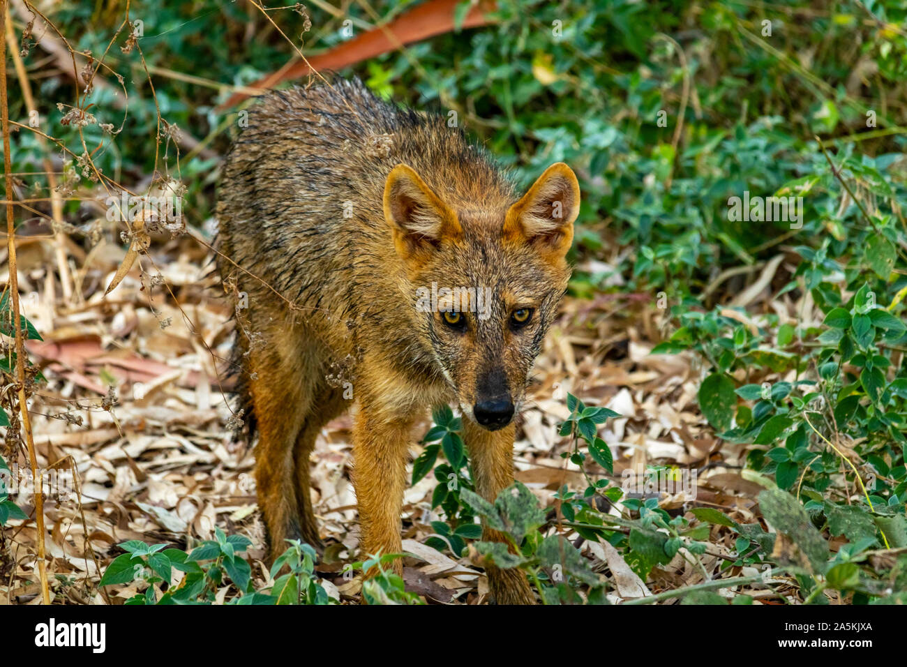 the beautiful Golden jackal is a part of the Israeli wildlife Stock ...