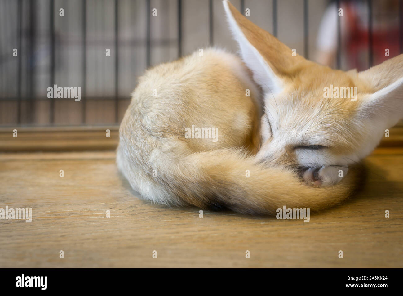 Fennec fox cute hi-res stock photography and images - Alamy