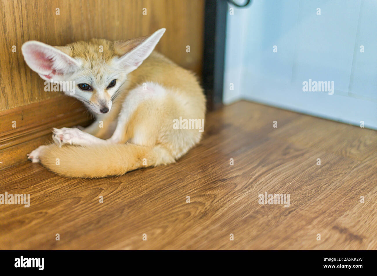 North african saharan fennec fox hi-res stock photography and images ...