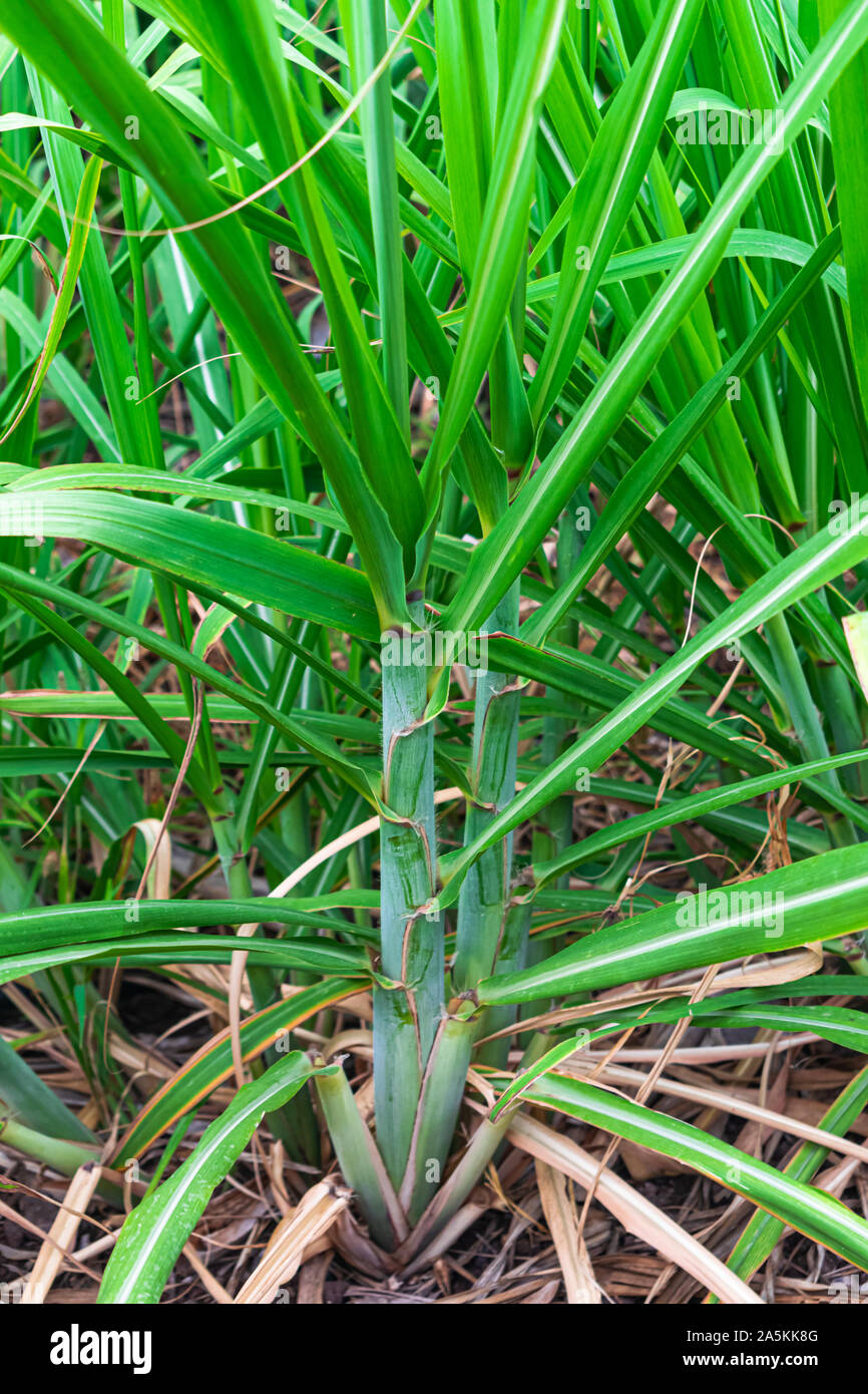 Sugar cane plant hi-res stock photography and images - Alamy