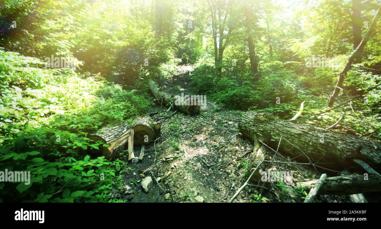 Sanitary felling (environmental harvesting). Sawn down an old tree ...