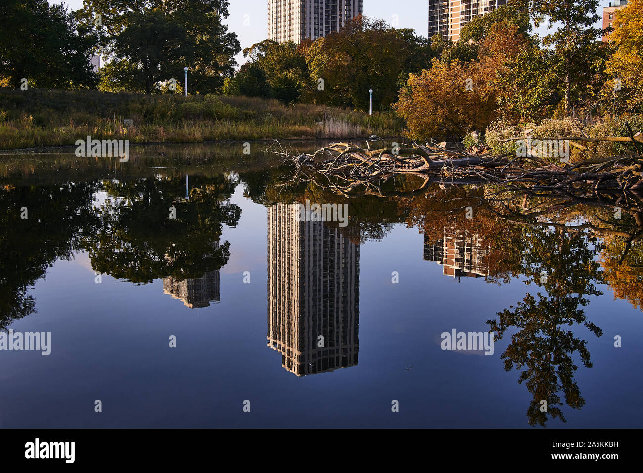 Chicago lakefront trees hi-res stock photography and images - Alamy