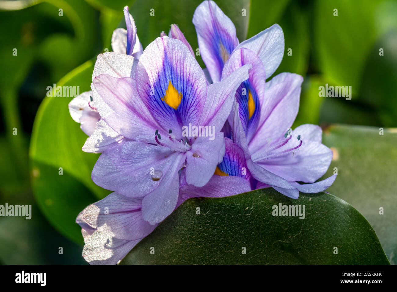 the Eichornia is an Invasive species of the Israeli plant life Stock ...