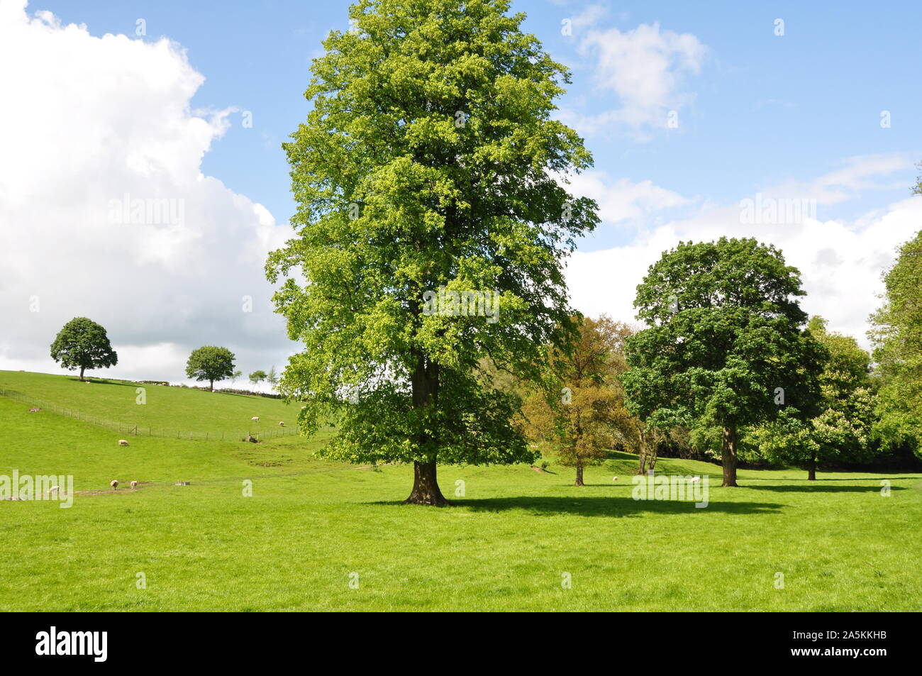 Typical english landscape hi-res stock photography and images - Alamy