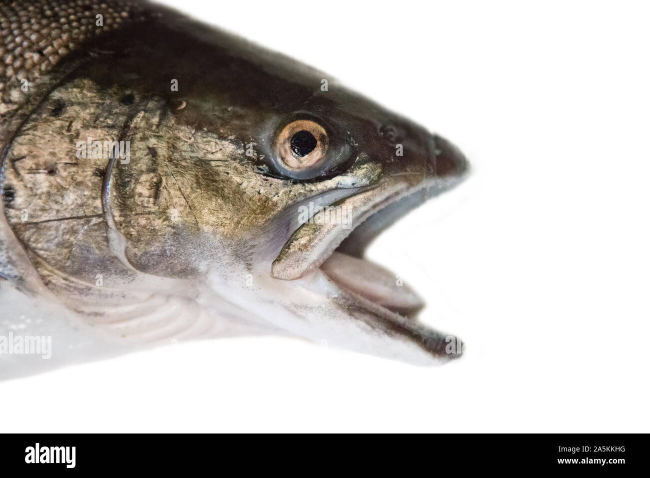 Fish head portrait. A hybrid of Atlantic salmon (Salmo salar) and Sea ...