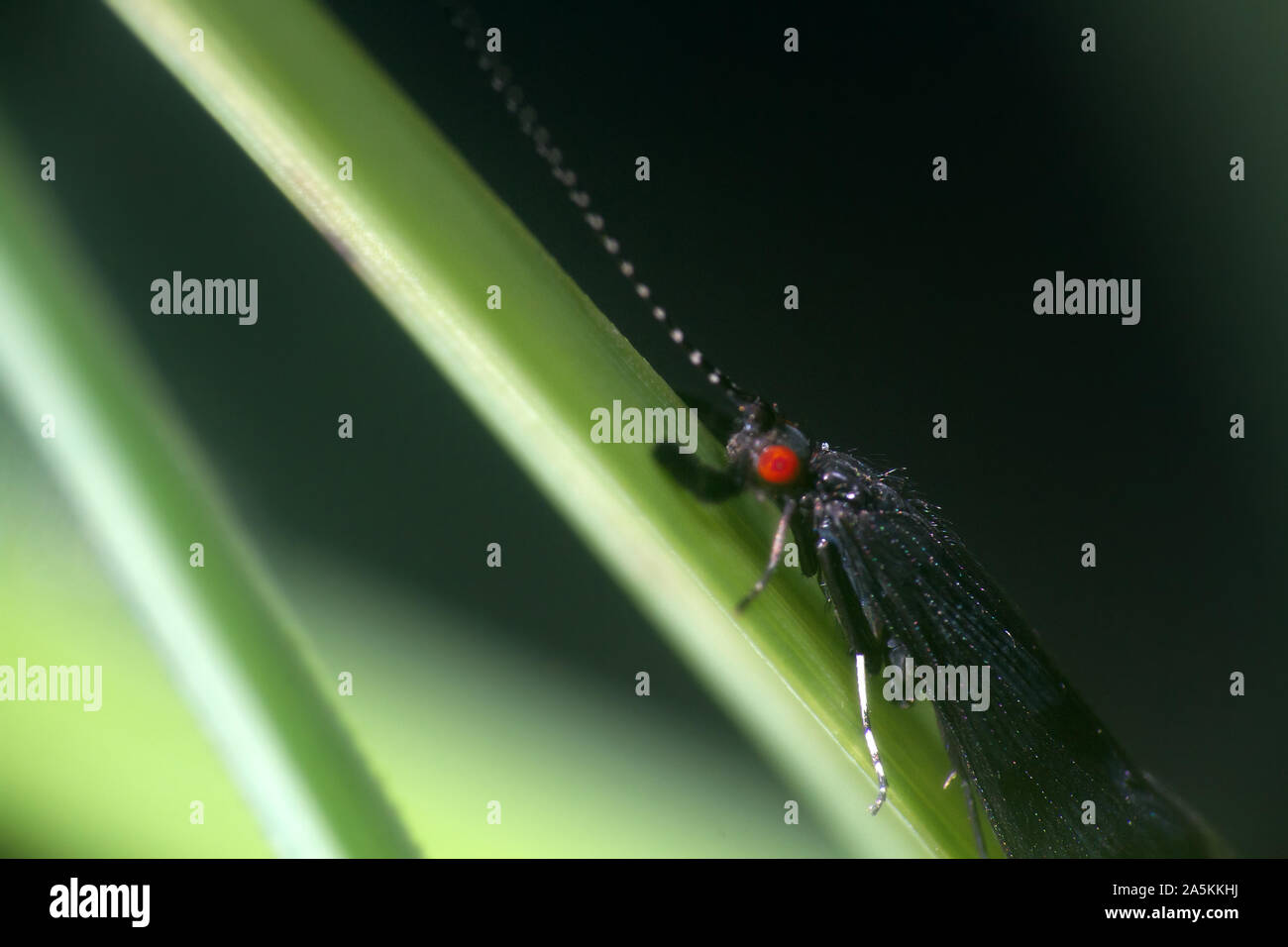Black insect, black caddis fly (Notidobia) on the stalk sedge, adult ...